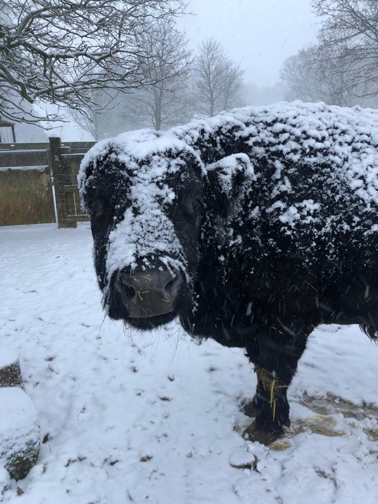 Animals enjoying the snow at Cotswold Wildlife Park - SME Today